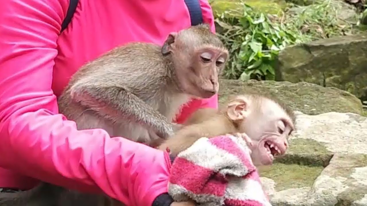 Reaction Hunger of abandoned Winky That make Dawn Chaos in wild - YouTube