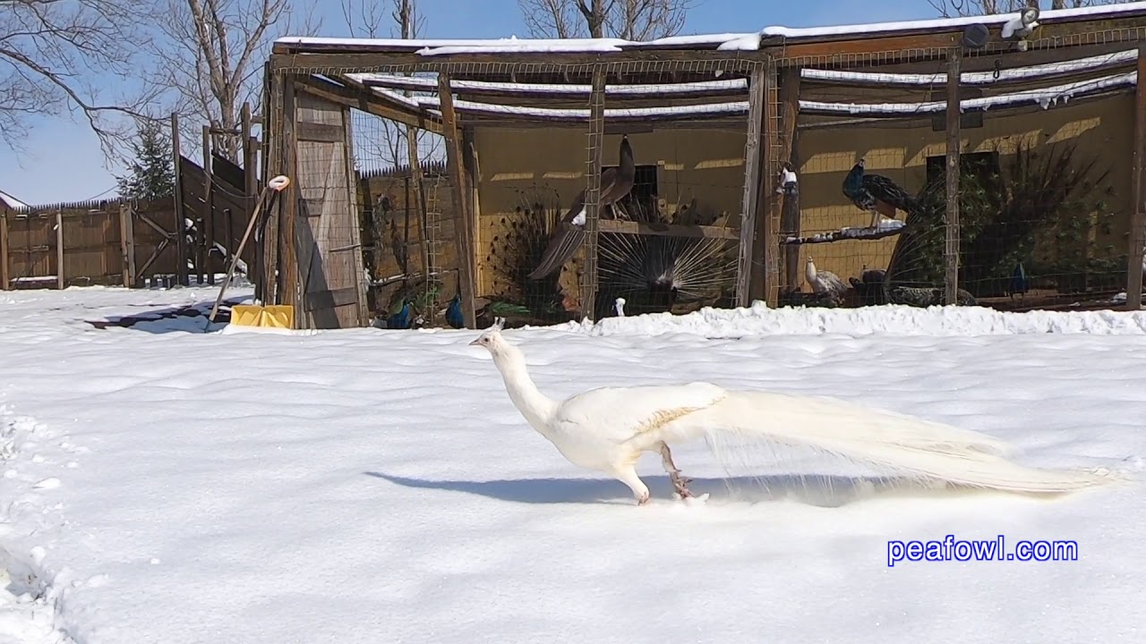White Peacock In Spring Snow, Peacock Minute, peafowl.com - YouTube
