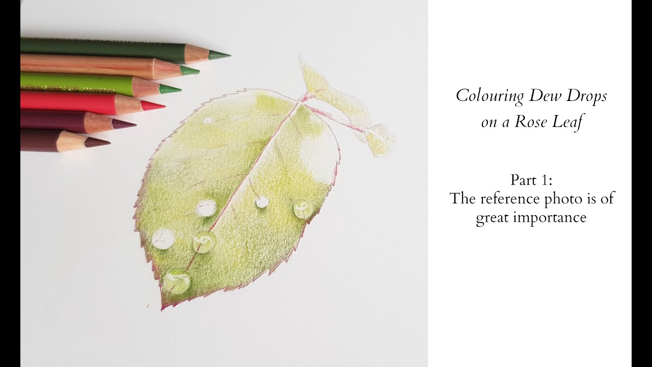 Colouring Dew Drops - Part 1: The reference photo is of great ...