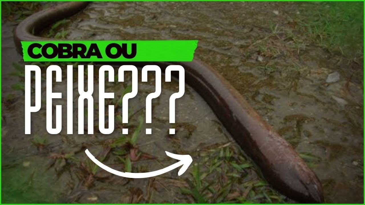 COBRA OU PEIXE? O FAMOSO MUÇUM CAPTURADO NO RIO SÃO FRANCISCO, FOI PARA ...