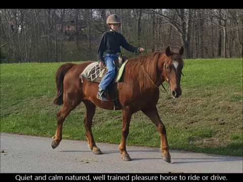 FOR SALE "Reagan" Quarter / Morgan Cross Gelding - Beginner Friendly ...