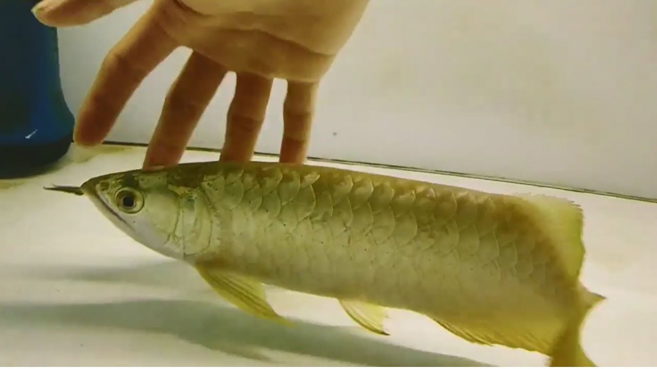 24 carat gold arowana fish price largest arowana in the world - YouTube