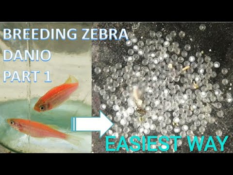 How to Breed ZEBRA DANIO fish | (Part 1) | FISH BREEDING | ZEBRA DANIO ...