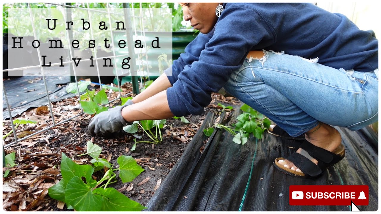Urban Homestead Living | Handling The Compost Pile| Walk Around The ...
