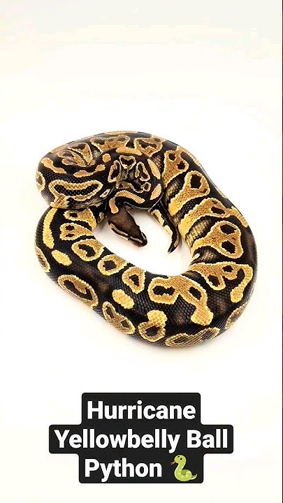 Ball Python morph of the day: Hurricane 😁 - YouTube
