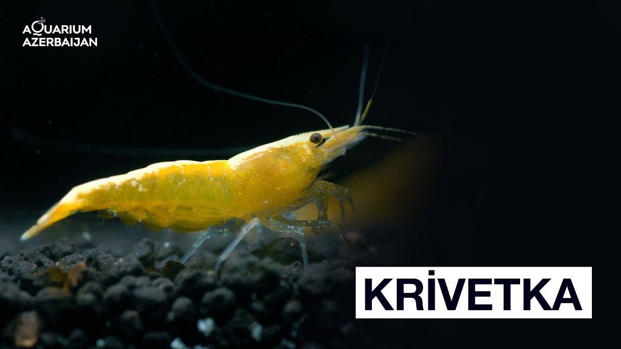 krivetkalar haqqında məlumat . karides akvaryumu - YouTube