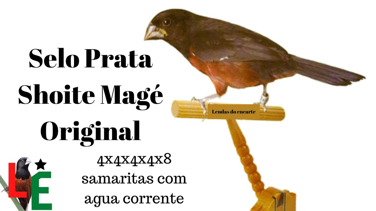 Selo Prata Shoite Magé Original para encarte de filhotes - curió praia ...