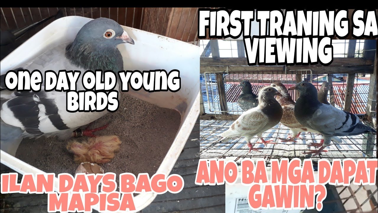 ILANG ARAW BAGO "MAPISA" ANG ITLOG NG KALAPATI AT PAANO TAMANG PARAAN ...