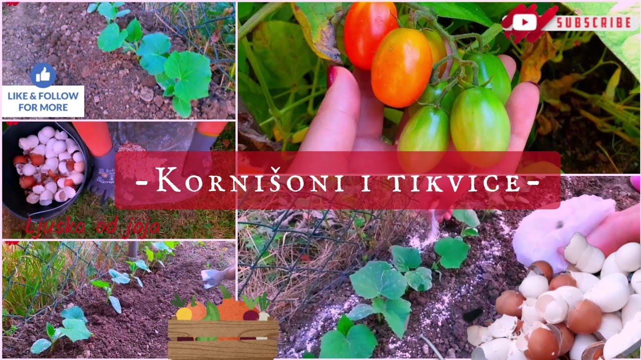 Radovi u vrtu-kornišoni i tikvice- Za šta je dobra LJUSKA OD JAJA?!🥒🥒 ...