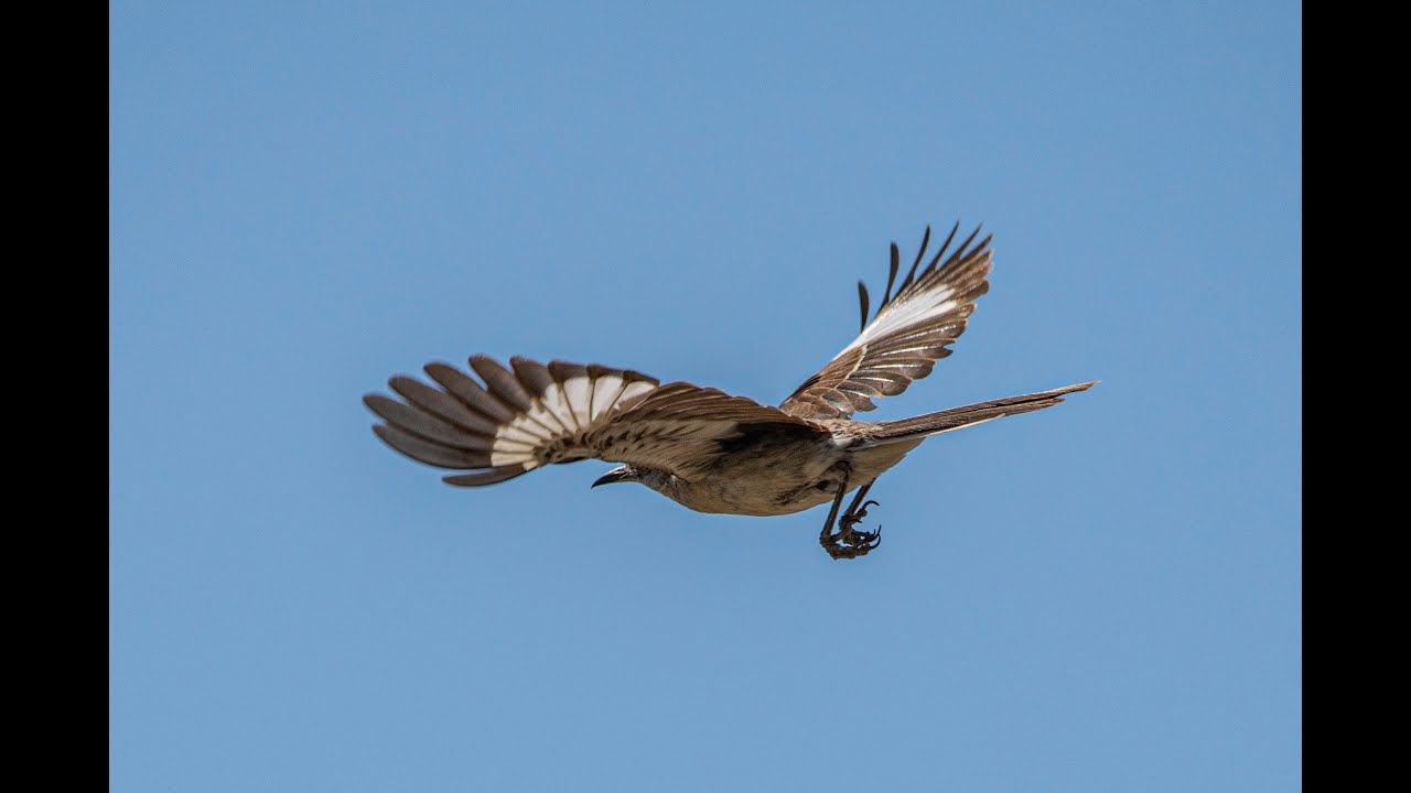 Northern Mockingbird Flying