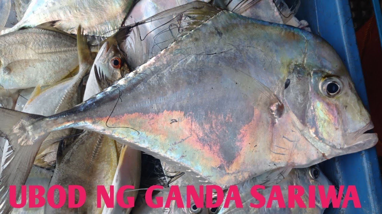 UBOD SAGANDA NG MGA ISDA MAPAPA BILIKA TALGA#TUMPOKAN JULUGAN1TANZA ...