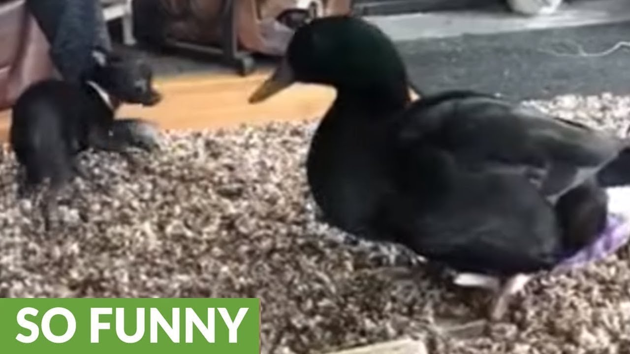 Duck & dog best friends adorably play together - YouTube