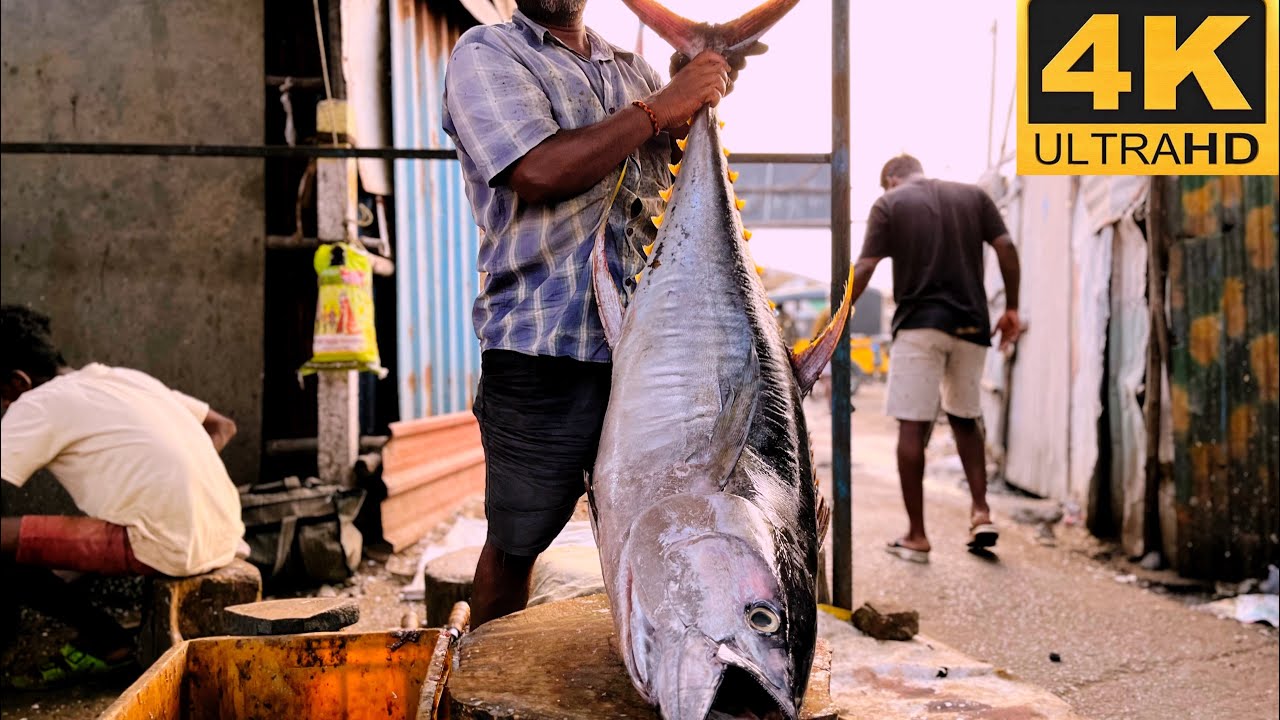 Kerai fish cutting video Fishcuttingrs #fishcuttingrs #kasimedu #fish ...