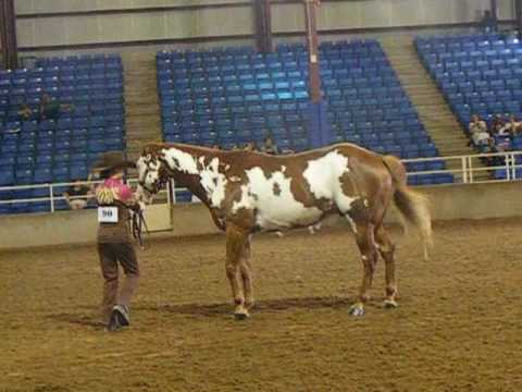 4-H horse show with deaf horse - YouTube