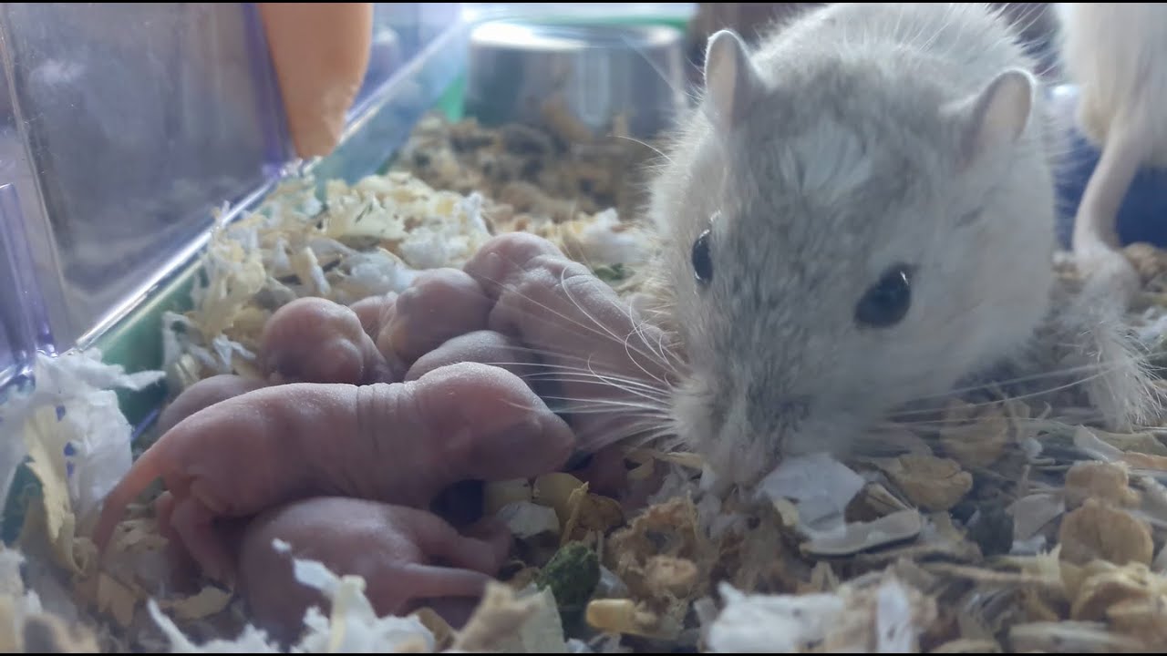 Ninhada de Gerbil, filhotes de Esquilos da Mongólia, #TP - YouTube