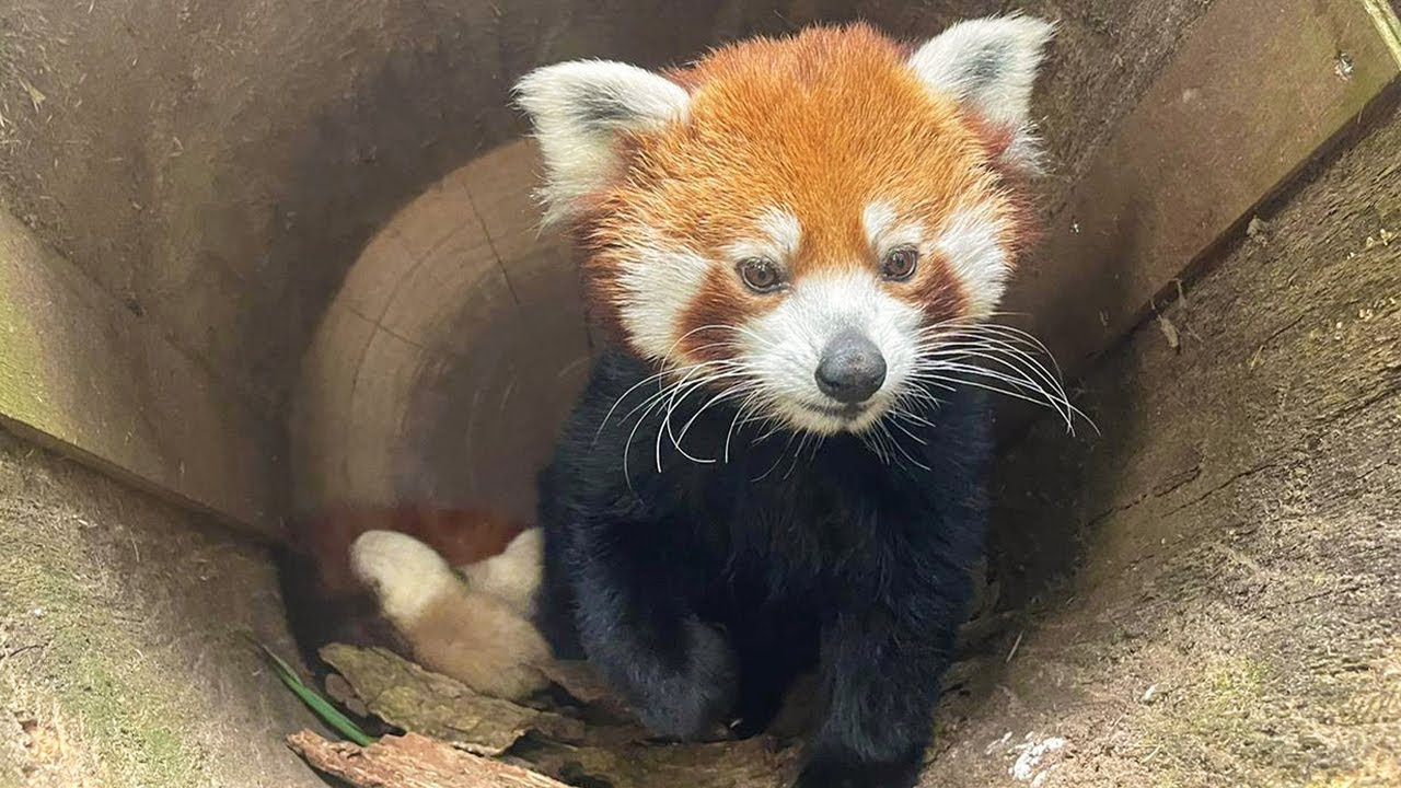 Voor het eerst rode panda’s geboren in DierenPark Amersfoort - YouTube