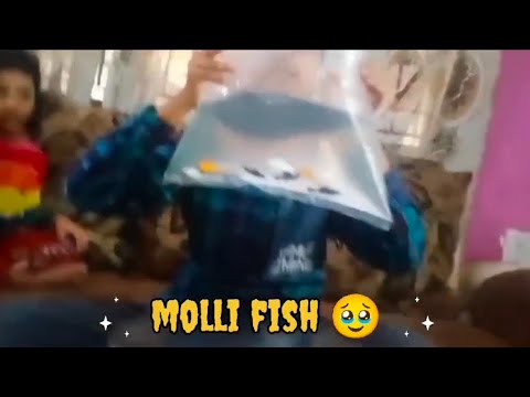 how to make easy pond of Molly fish🥰 and I buy the fishes from JM ...