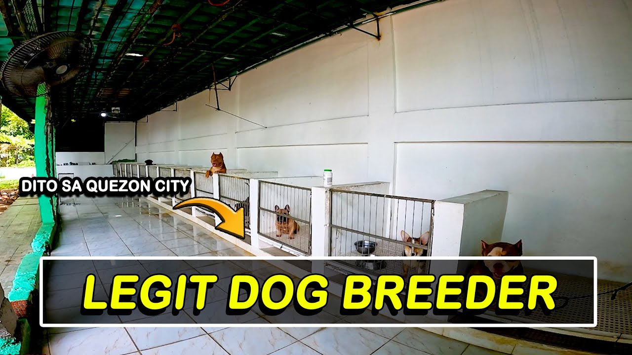 LEGIT DOG BREEDER SA QUEZON CITY - YouTube