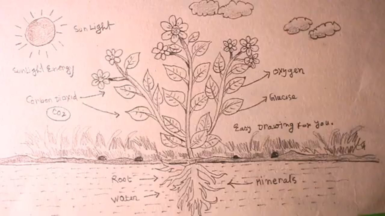 How TO Draw photosynthesis/photosyntheeis in plants/draw photosynthesis ...