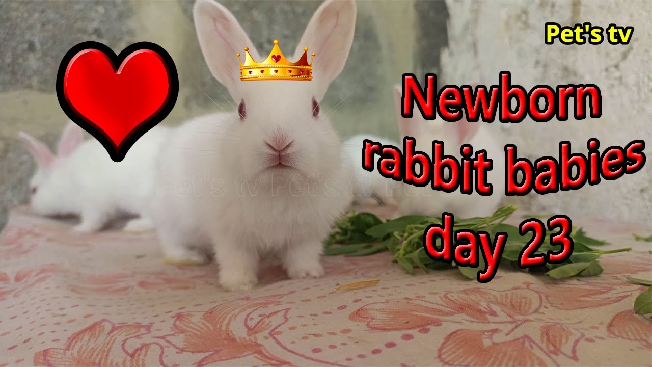 Newborn rabbit babies day 23 | Pets tv - YouTube