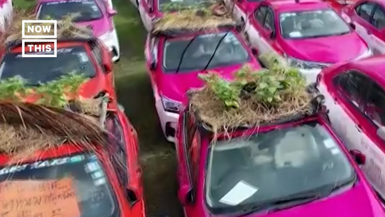 Taxi Company Converts Idle Fleet Into Vegetable Garden - YouTube