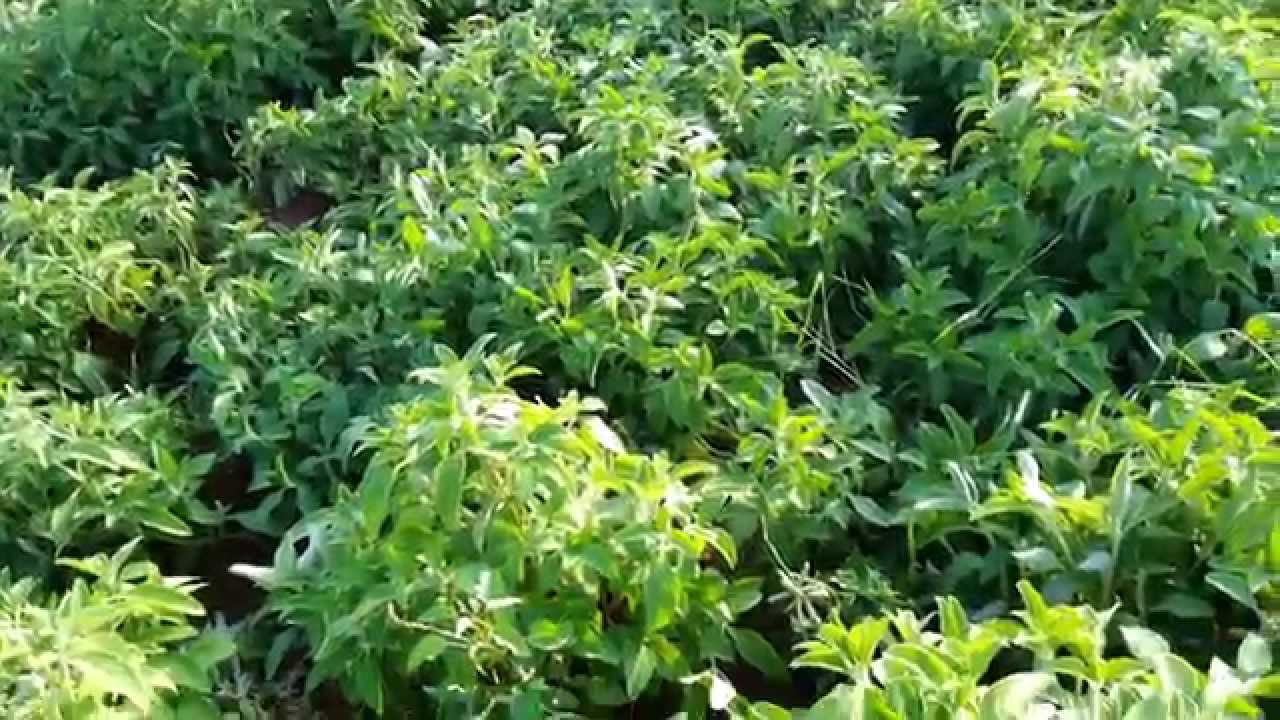 Medicinal coleus (Coleus forskohlii) - YouTube