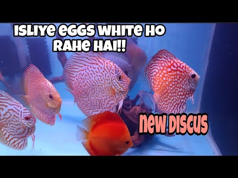 How to identify DISCUS BREEDING pair | Discus fish LAYING EGGS without ...