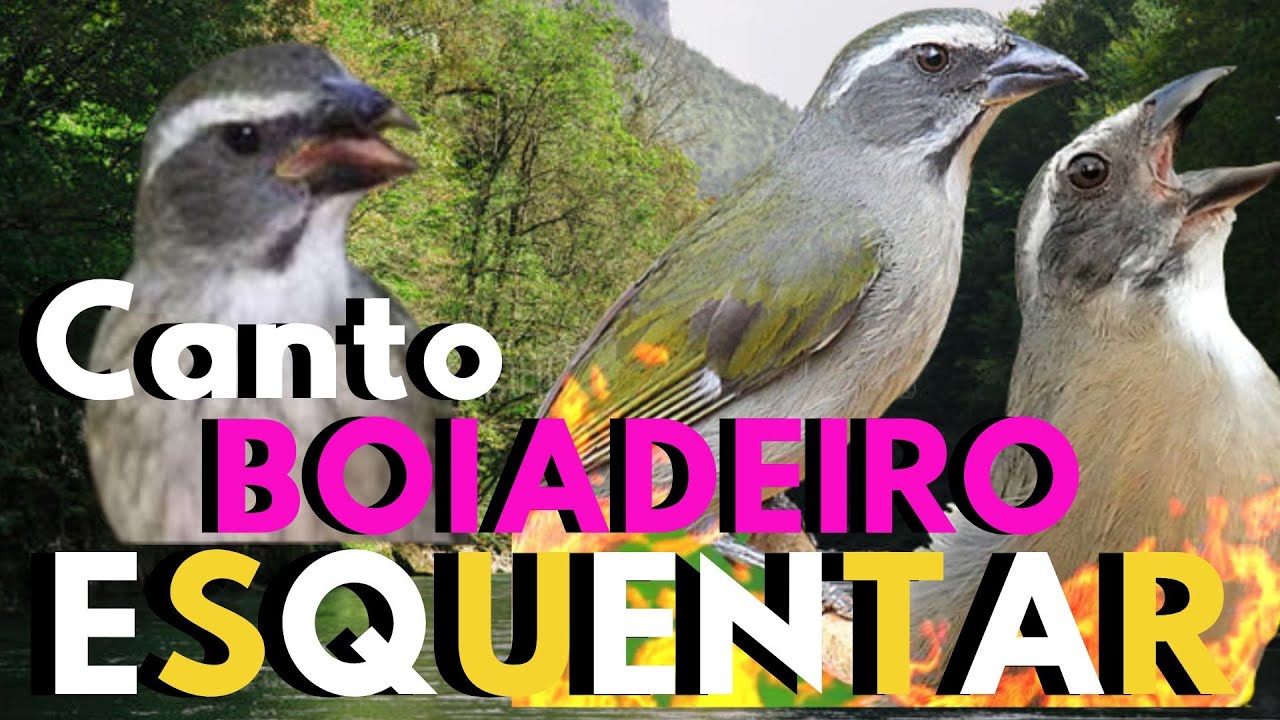 TRINCA FERRO BOIADEIRO E CANTO DE TRINCA FERRO BOIADEIRO PARA ESQUENTAR ...