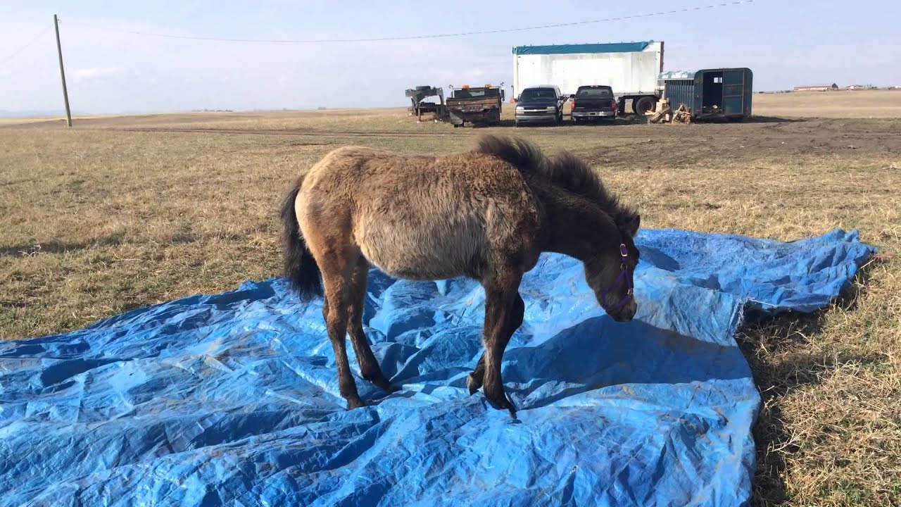Kira - first time with tarp obstacle and simulated bridge 7 months old ...