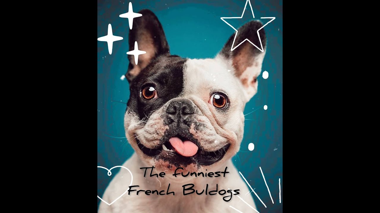 The funniest😂French Bulldogs🐶on YouTube👍#funnyvideo#funnydogs #animals ...