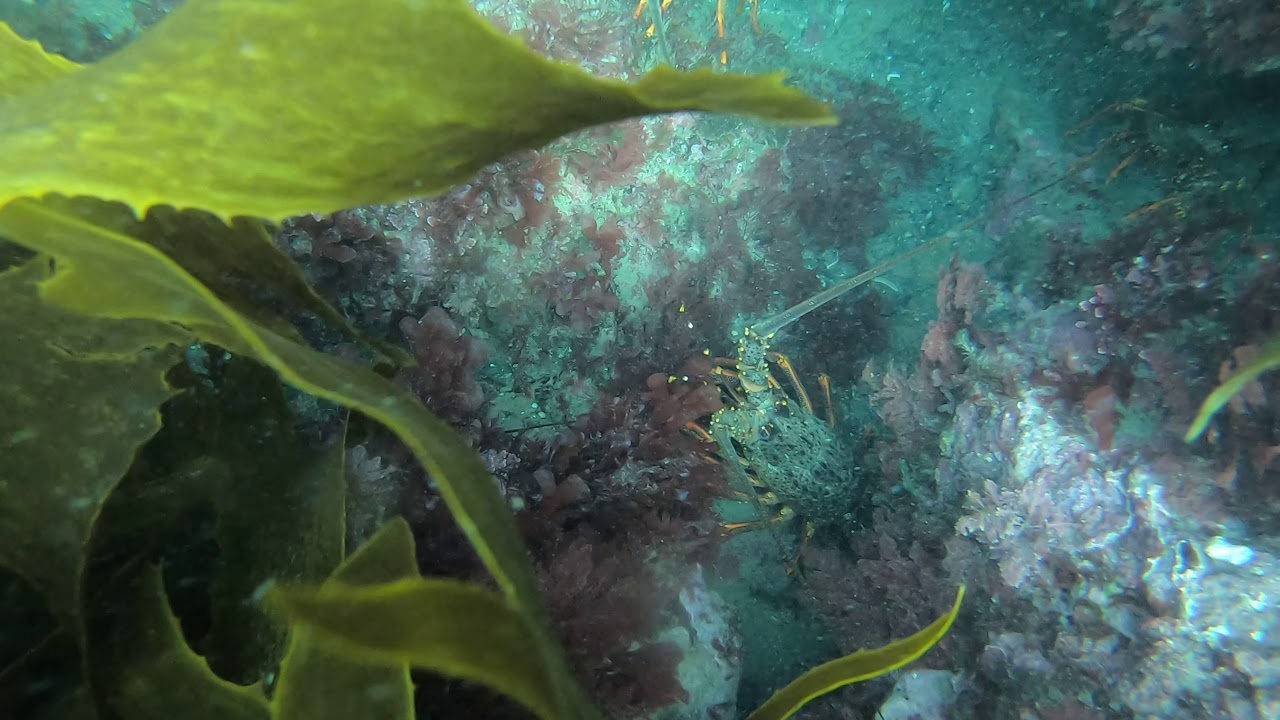 Crayfish dive in new Zealand - YouTube