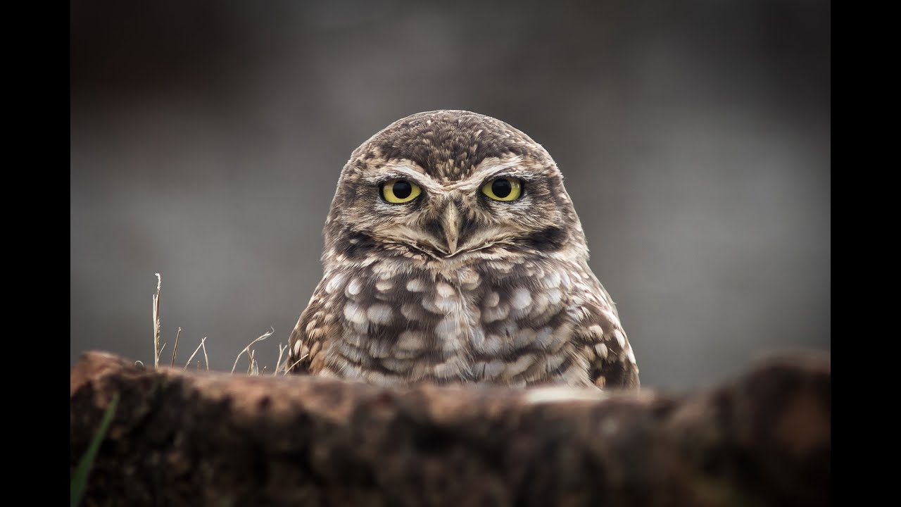 Owls glance, music to relax, deep sleep or just to calm down - YouTube