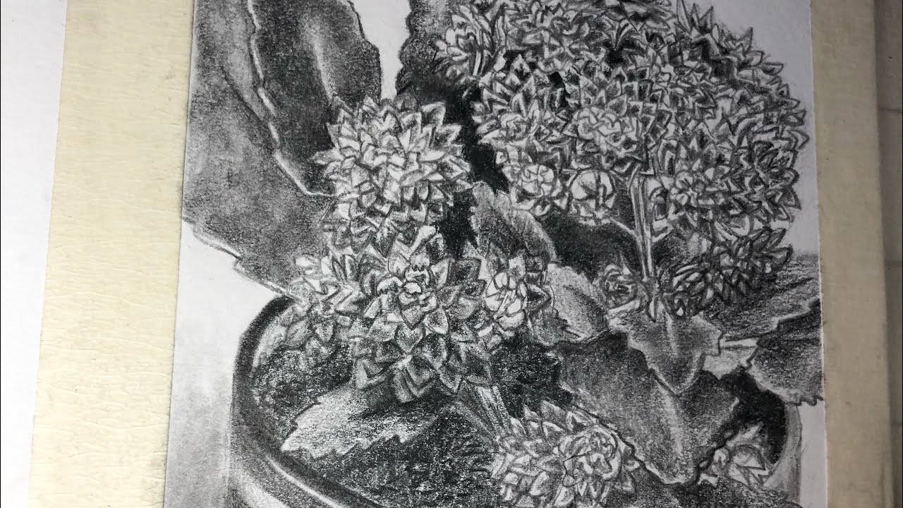 Drawing flowers from observation 🌸 - YouTube