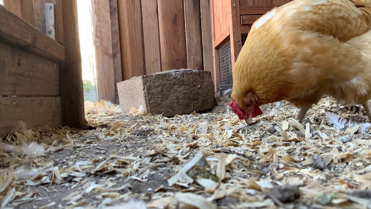 Time lapse chickens Halloween - YouTube