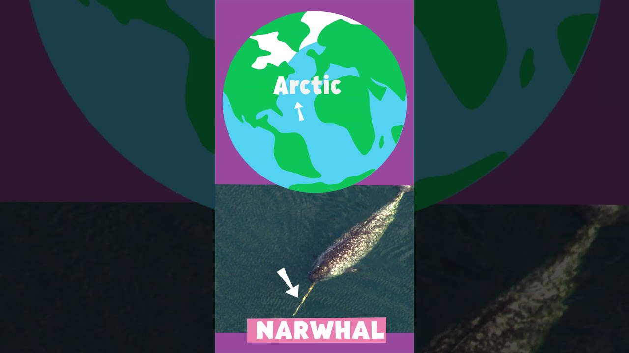 Narwhal Habitat Map