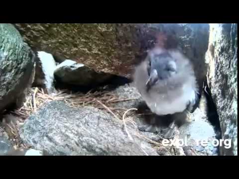 Puffin Burrow 8/19/13 Puffling Hope Looking Cute - YouTube