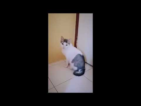 Dua hari momi tak buang air besar tapi lepas consume VCO setiap pagi lawas 😄 #kucing #VCO