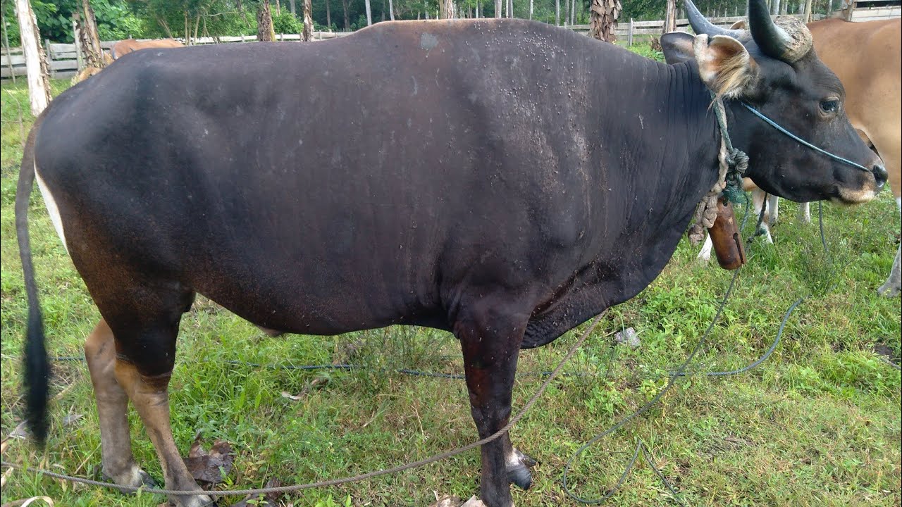 Harga sapi bali jantan umur 5 tahun - YouTube