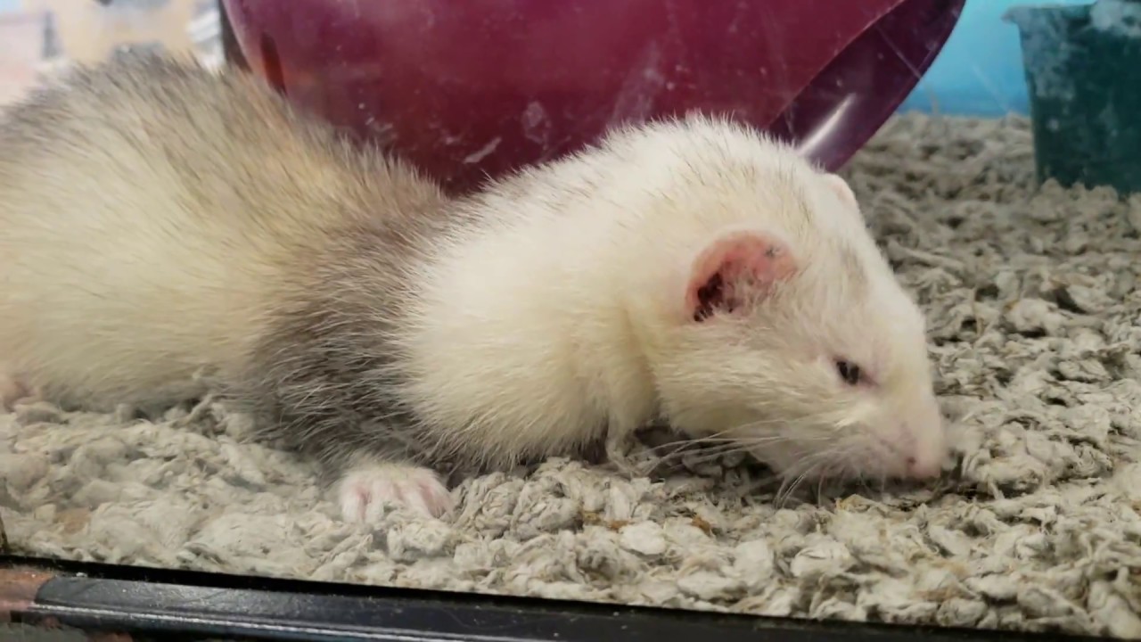 Two Ferrets playing - YouTube