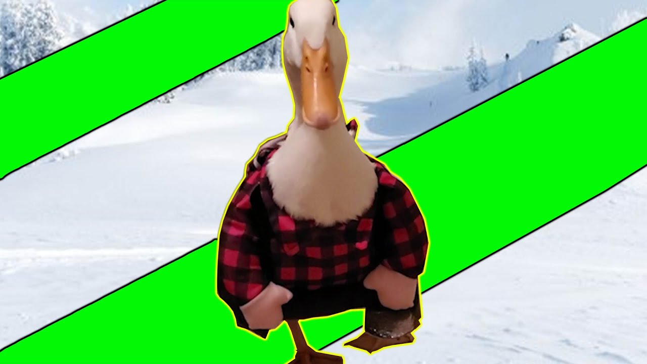 Cutest Duck Ben Afquack Has Happy Feet 😍 - YouTube
