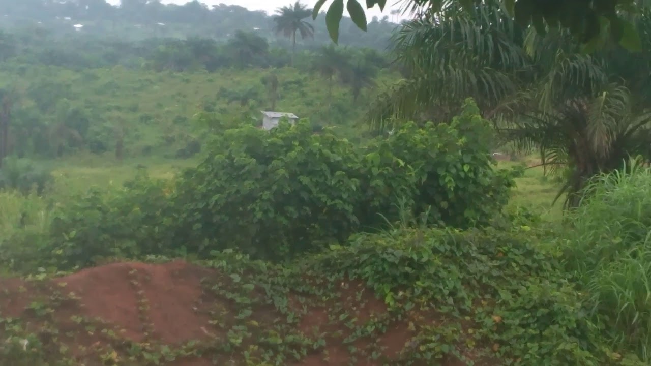 Africa Liberia Forest by Chance - YouTube