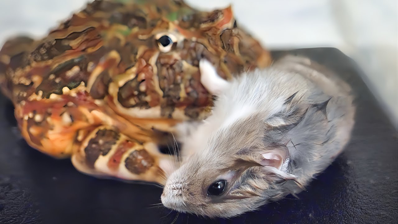Frog has a hard time swallowing hamster - YouTube