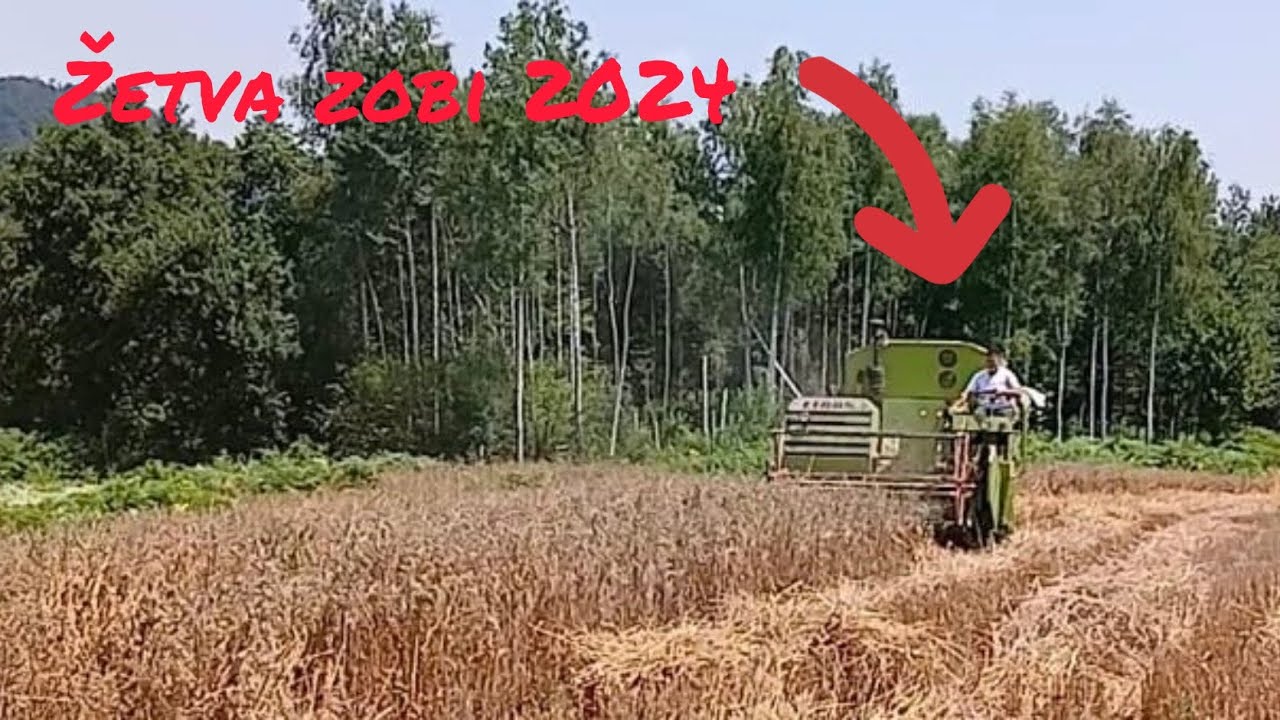 Žetva zobi 2024 (CLAAS COSMOS) - YouTube
