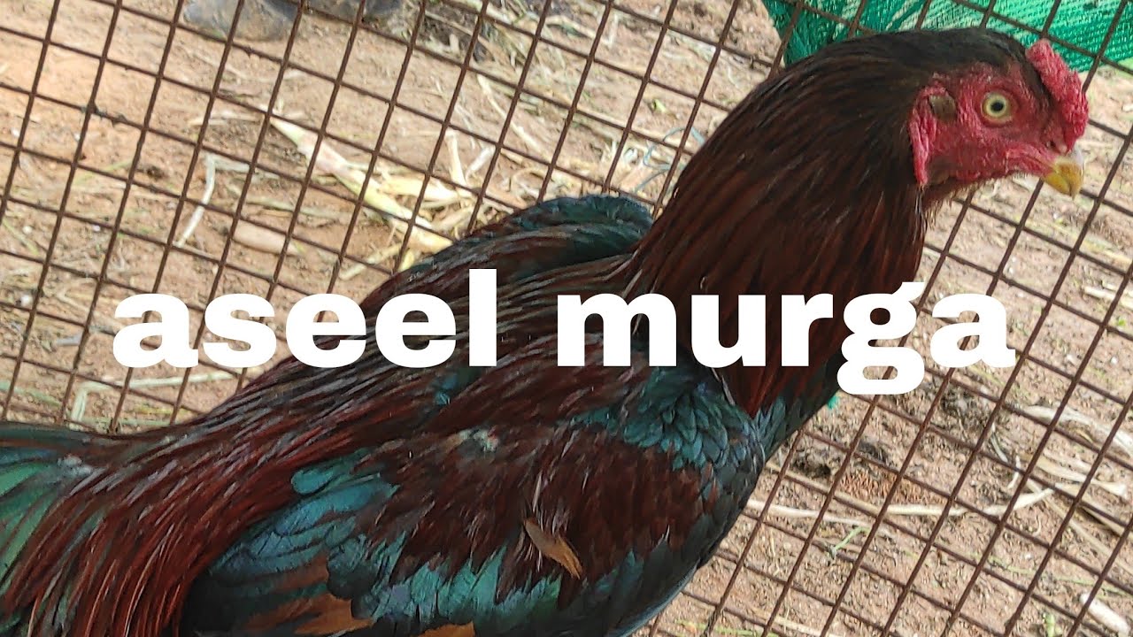 aseel murga fighter @ v432 murga fighter - YouTube