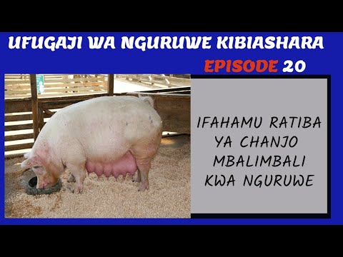 EPISODE 20: UFUGAJI WA NGURUWE KIBIASHARA/ Ratiba ya Chanjo mbalimbali ...