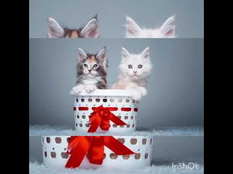 WhatsApp üçün yeni status video və mahnı 2020 mp3