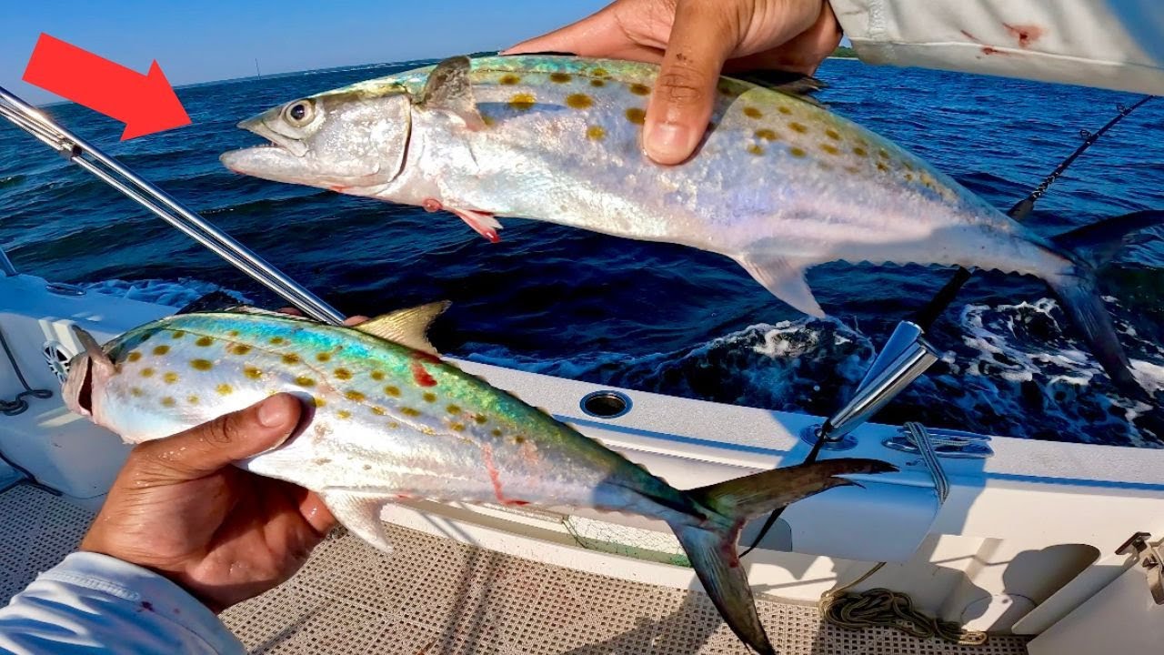 Spanish Mackerel In The Chesapeake Bay at Freda Williams blog
