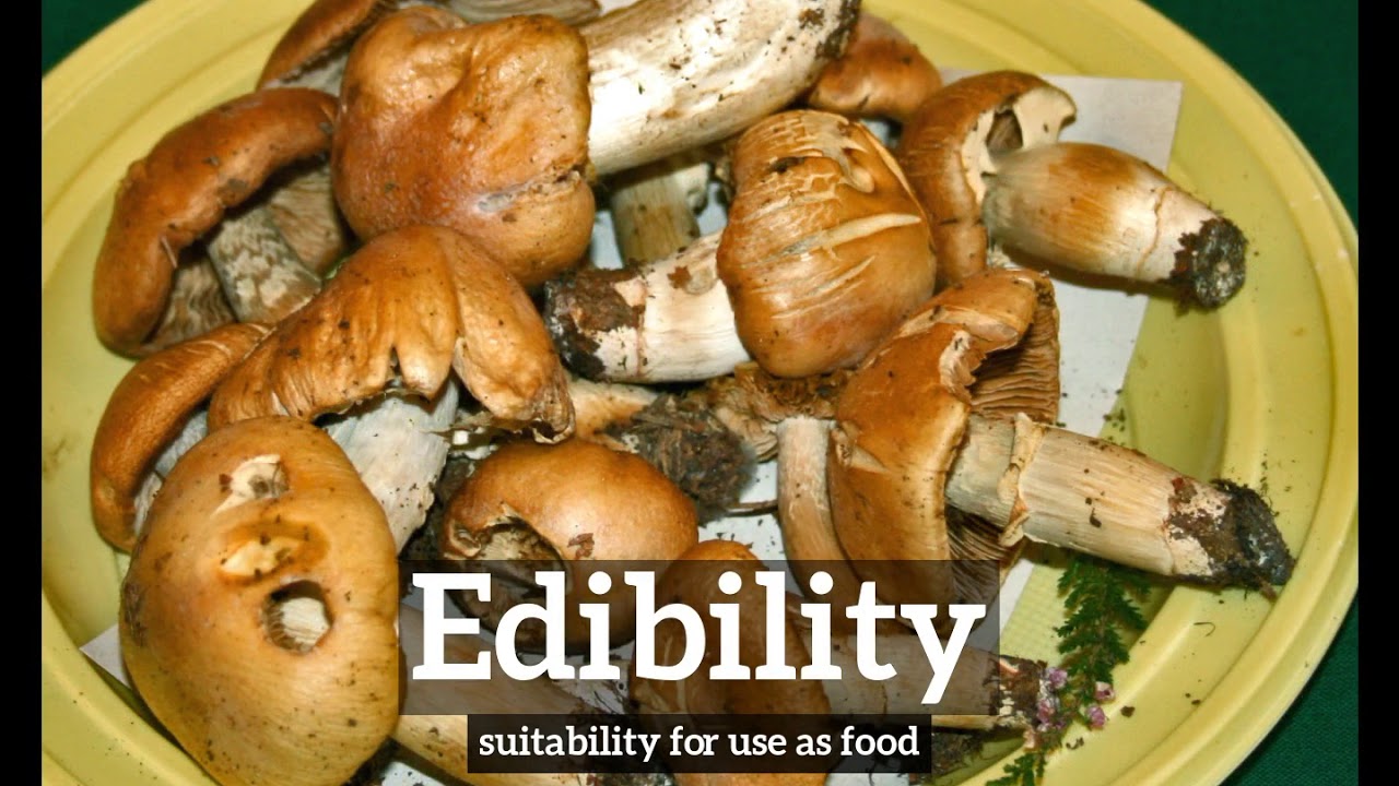 What is Edibility? | How to Say Edibility in English? | How Does ...