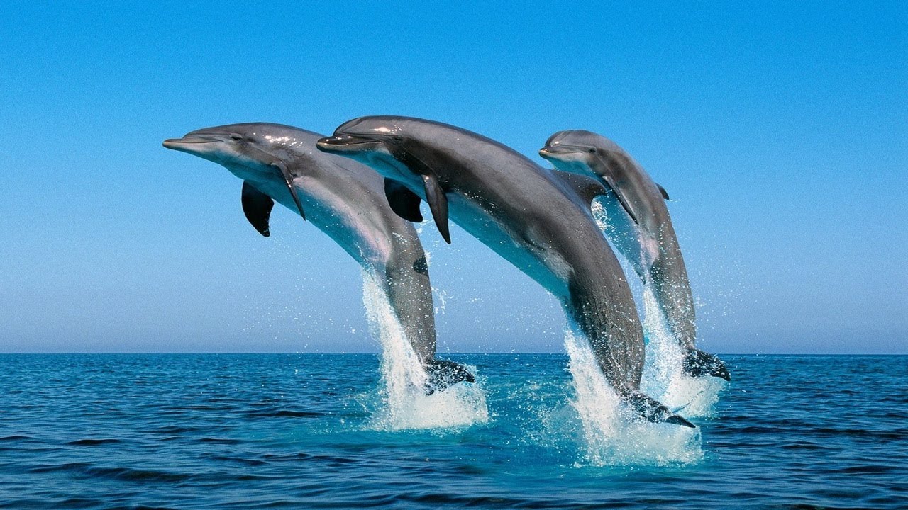 💕💕💕 ZUM RELAXEN-- WELLNESS MIT DELFINEN 💕💕💕 - YouTube