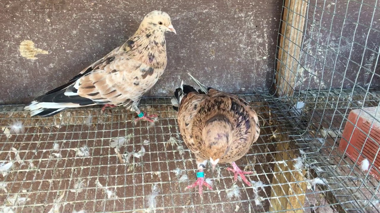 Pair of 2018 solid almond Birmingham roller pigeons - YouTube